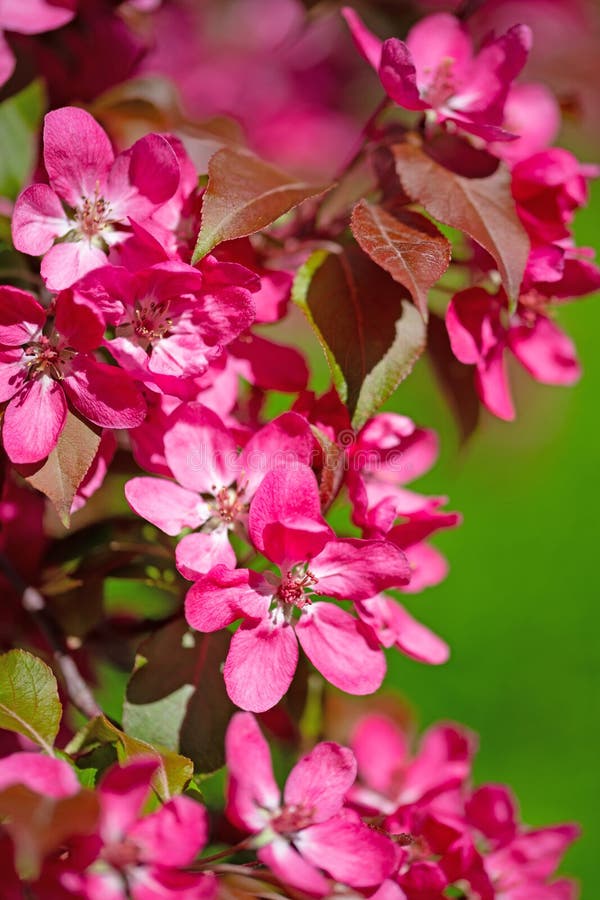 Flowering Ornamental Apple Tree in Spring Stock Photo - Image of apple ...