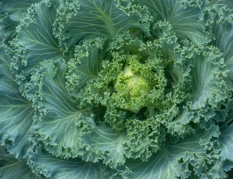 Flowering Ornamental Cabbage Stock Photo - Image of nature, close ...