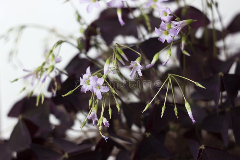 Flowering Oxalis Triangularis - Indoor Plant with Triangular Purple ...
