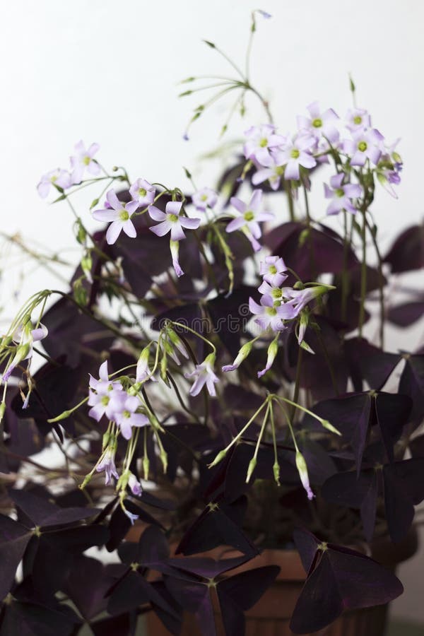 Flowering Oxalis Triangularis - Indoor Plant with Triangular Purple ...