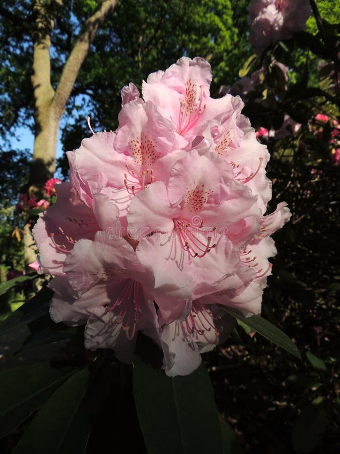 Flowering Pale Pink Rhododendron Stock Photo - Image of peduncle ...