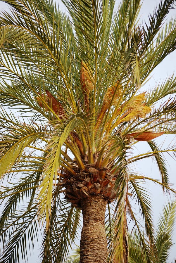 Palm tree stock photo. Image of tropical, plant, leaf - 59101444
