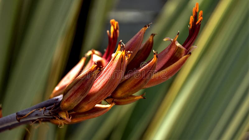 Flowering Palm stock image. Image of stigma, palm, closeup - 97423913