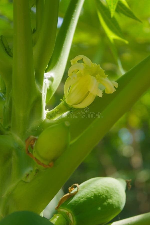 Flowering Bud of a Papaya Tree Stock Image - Image of tree, bloom ...