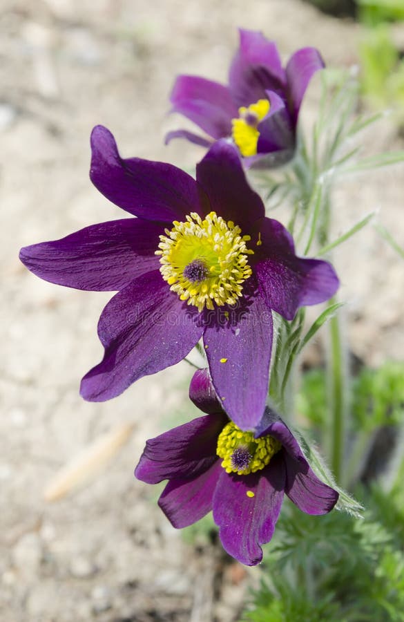 Flowering Pasque Flowers (Pulsatilla) Stock Photo - Image of wild ...
