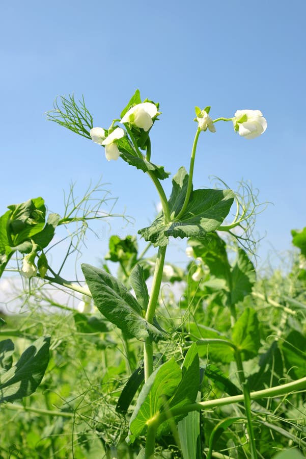 Flowering pea field stock image. Image of legume, flower - 72785453
