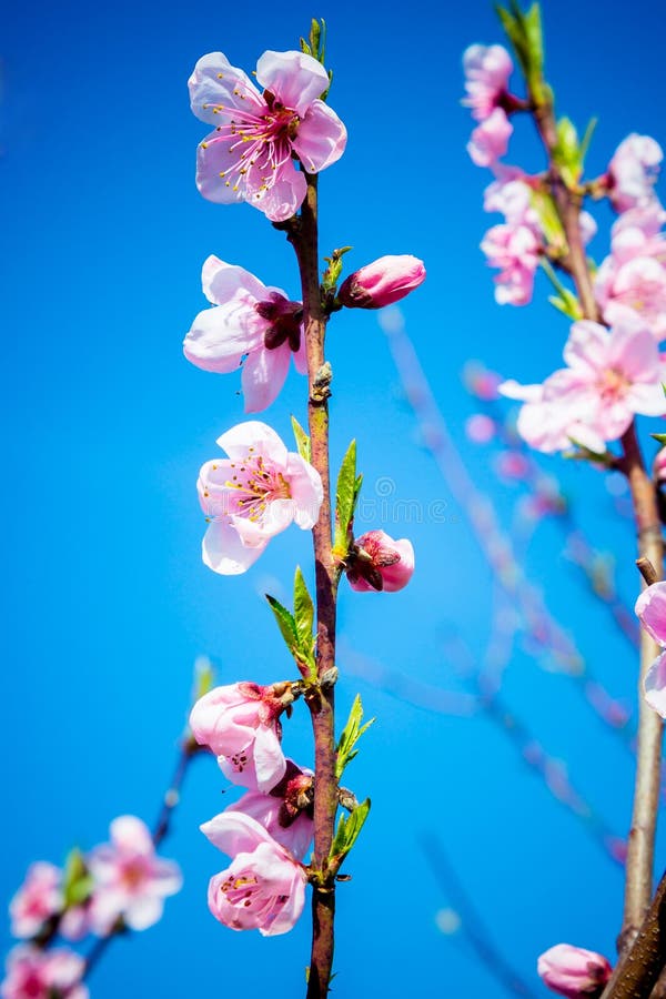 Flowering peach stock image. Image of growth, cultures - 69539663