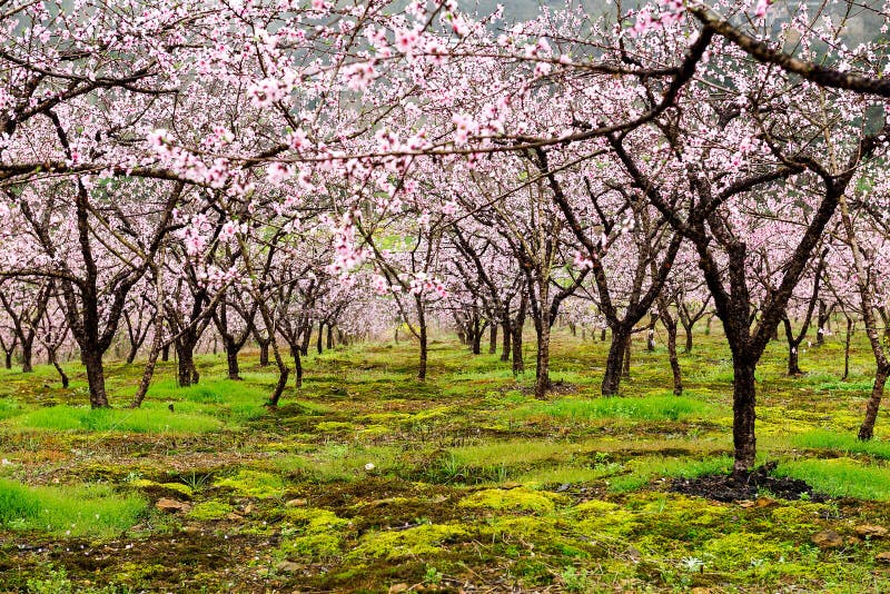 Flowering peach stock photo. Image of bright, stems, fresh - 68357130