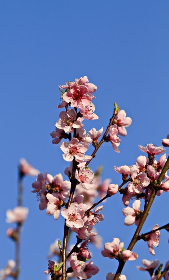 Flowering peach tree stock image. Image of orchard, leaf - 196768715
