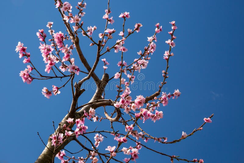 Flowering Peach Tree Branches Stock Image - Image of branches ...