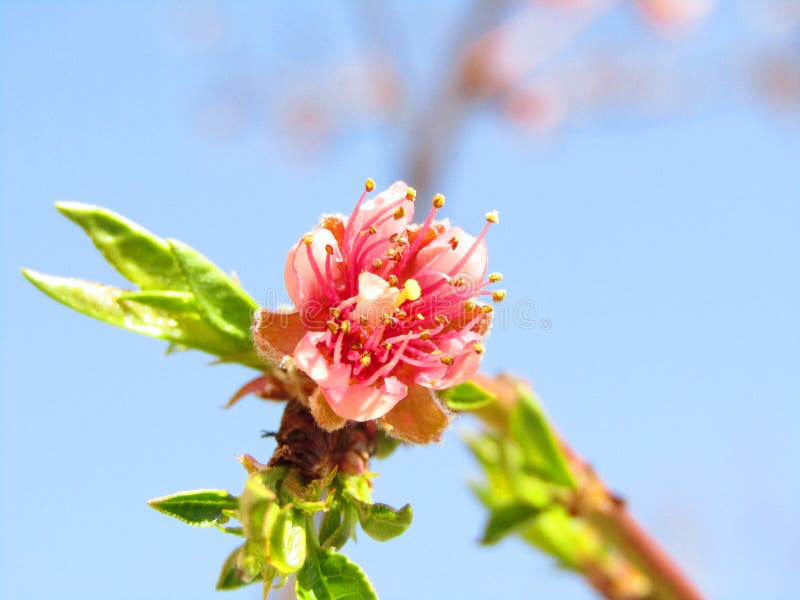 Flowering Peach Tree in Early Spring Stock Image - Image of branch ...