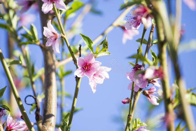 Flowering Peach Tree. Flowering Branches Stock Image - Image of color ...