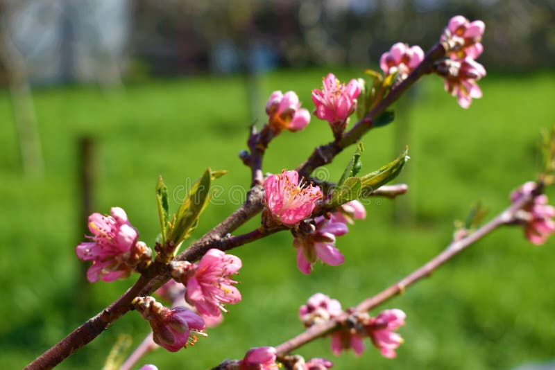Flowering Peach Tree with Pink Petals Stock Photo - Image of beauty ...
