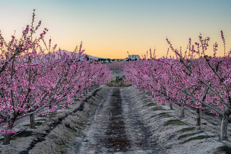 Flowering of the Peach Tree in the Region of Murcia. Spain Stock Image ...