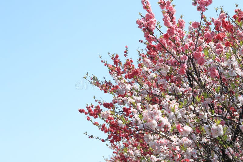 Flowering Peach Trees in Full Blooms Stock Photo - Image of nature ...