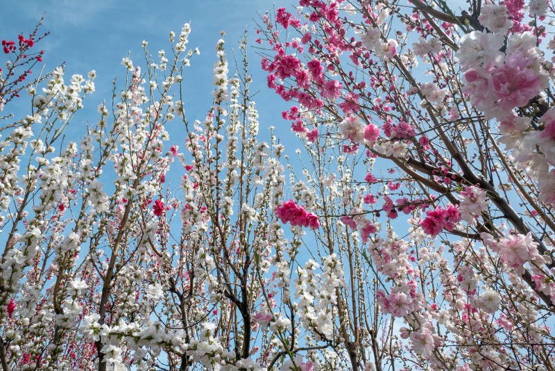 Flowering Peach Trees in Full Blooms Stock Image - Image of nature ...