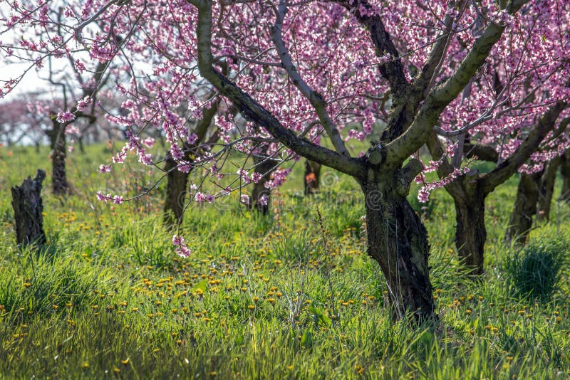 Flowering Peach Trees in Spring Stock Image - Image of delicate, color ...