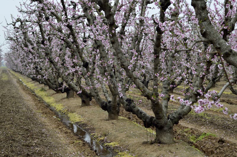 Flowering peach trees. stock photo. Image of design, garden - 50950072