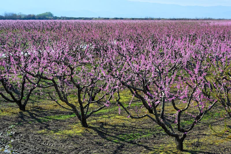 Plants Peaches Country Field Stock Photos - Free & Royalty-Free Stock ...