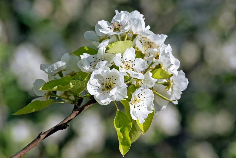 Flowering pear tree stock photo. Image of beauty, fruity - 251271162