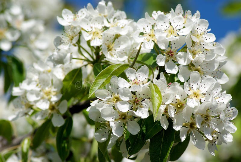Flowering pear tree stock photo. Image of beauty, fruity - 251271162