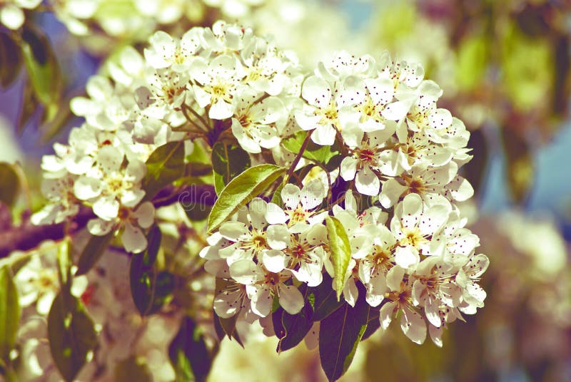 Flowering pear tree stock photo. Image of beauty, fruity - 251271162