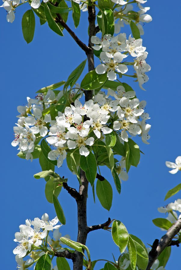 Flowering pear tree stock photo. Image of beauty, fruity - 251271162