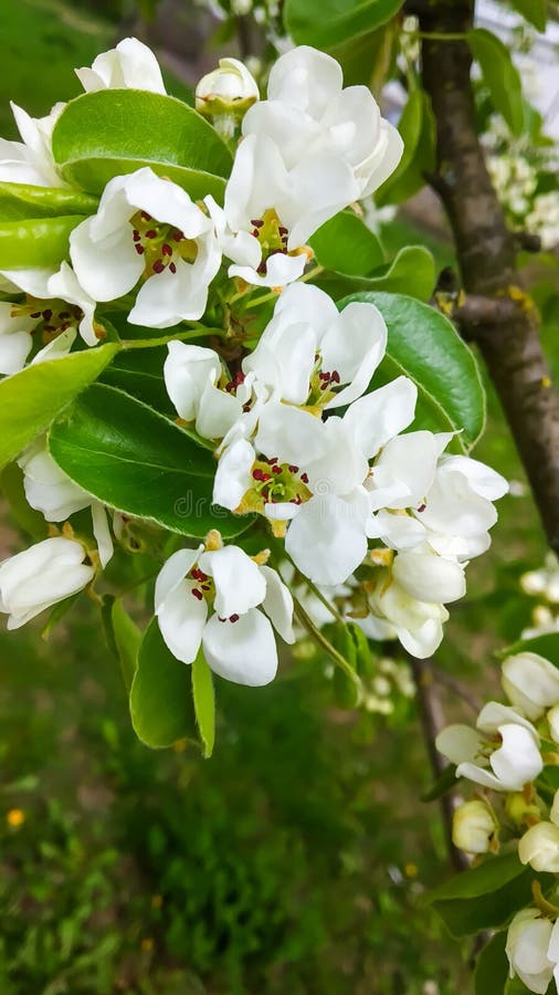 Flowering pear stock image. Image of leaf, food, green - 181644677
