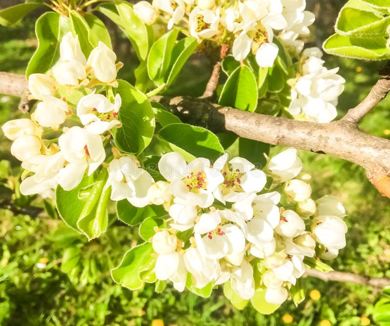 Flowering pear stock photo. Image of fruit, plant, food - 181644852