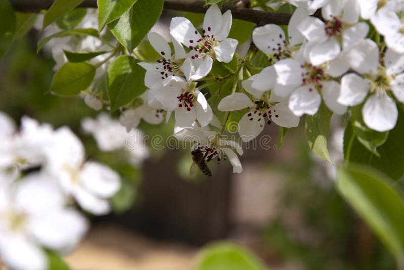 Flowering Pear. Spring Flowering of Fruit Trees Stock Image - Image of ...
