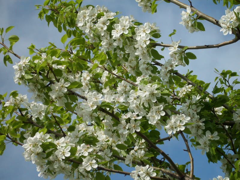 Flowering pear tree stock photo. Image of flower, frame - 84653012