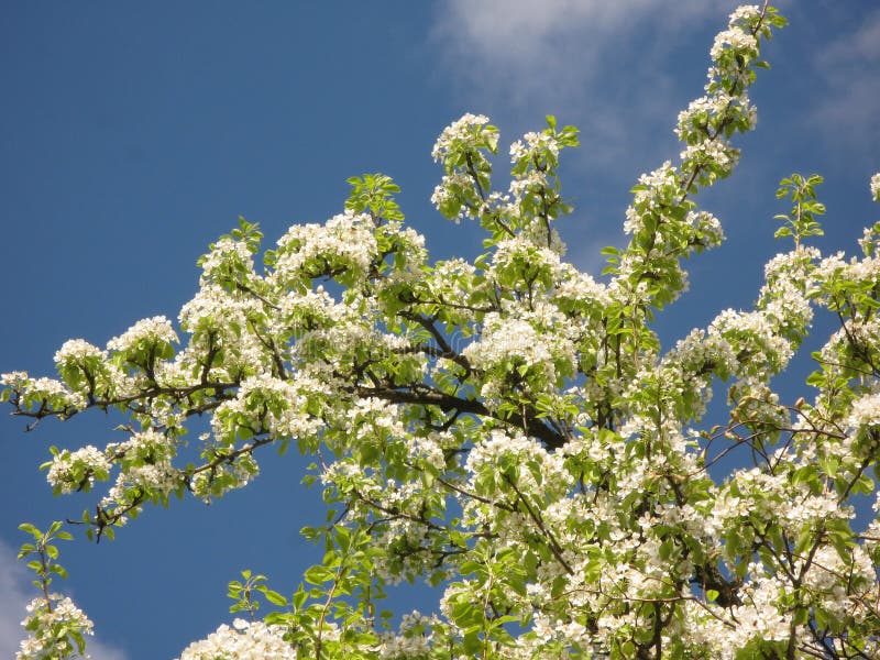 Flowering pear tree stock photo. Image of beautiful, bright - 84668378