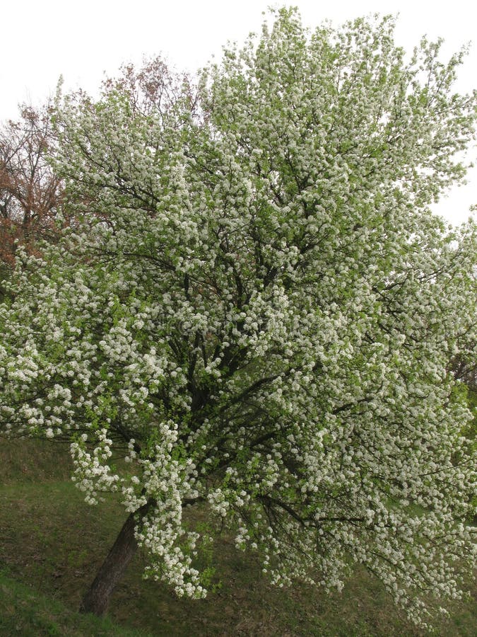 Flowering pear tree stock photo. Image of garden, flowering - 84655196