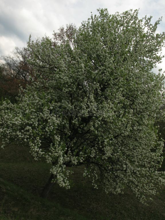 Flowering pear tree stock photo. Image of view, branches - 84667294