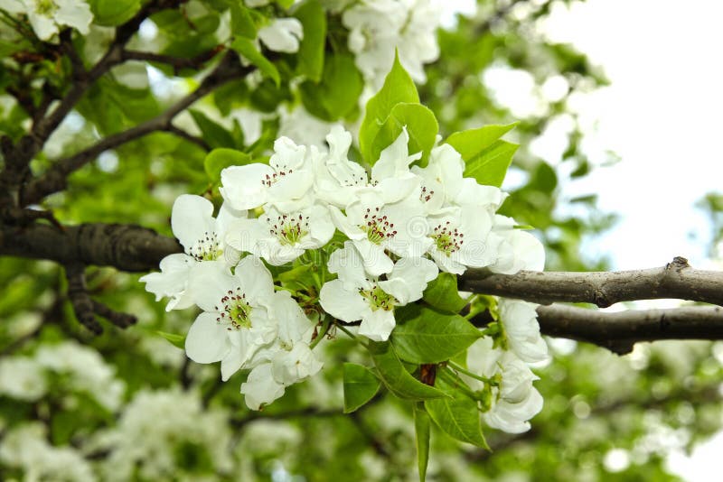 Flowering pear tree branch stock image. Image of pure - 36444301