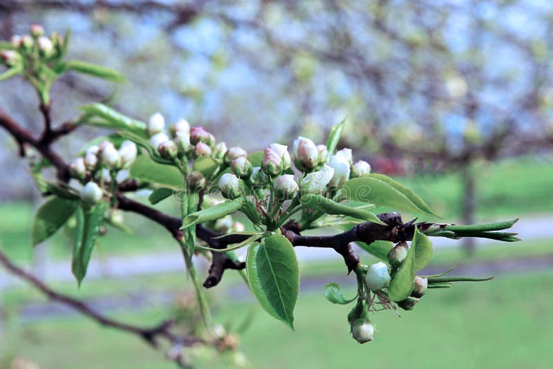 Flowering pear tree branch stock photo. Image of flowering - 51250716