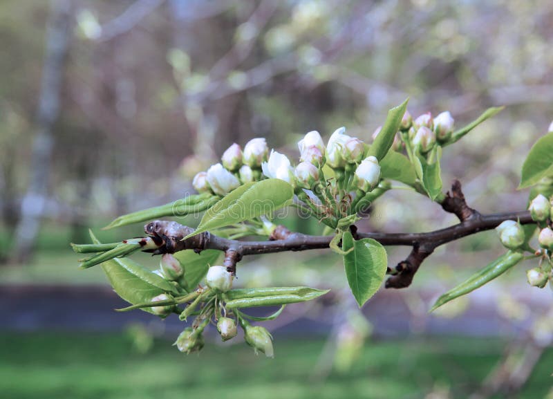 Flowering pear tree branch stock image. Image of leaves - 51312985