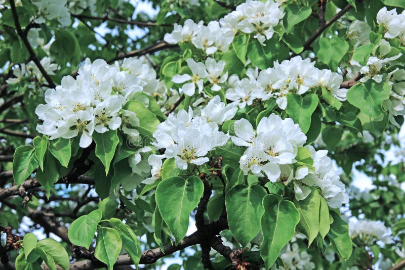 Flowering pear tree branch stock image. Image of pears - 52853233