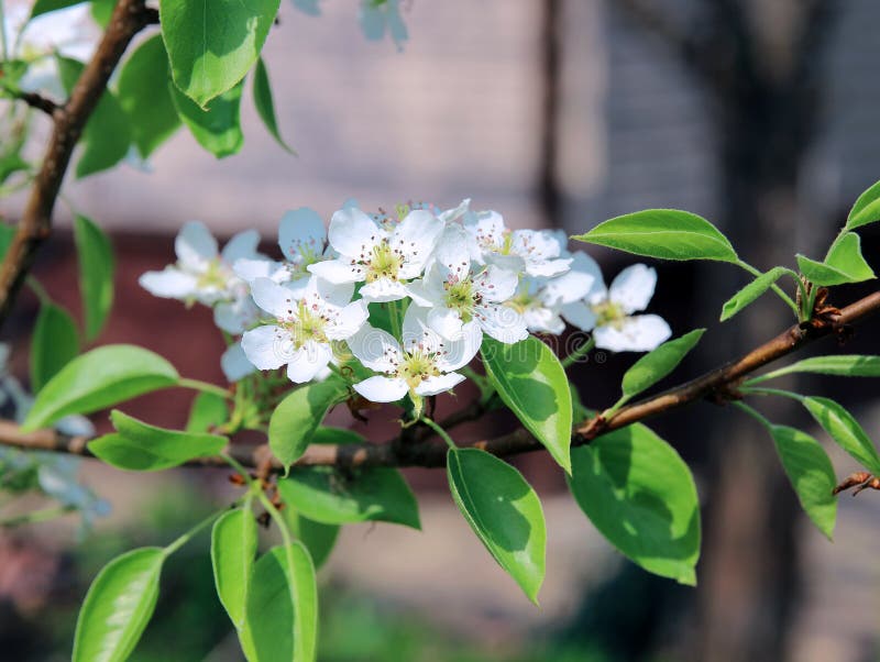 Flowering pear tree branch stock image. Image of nectar - 53044421