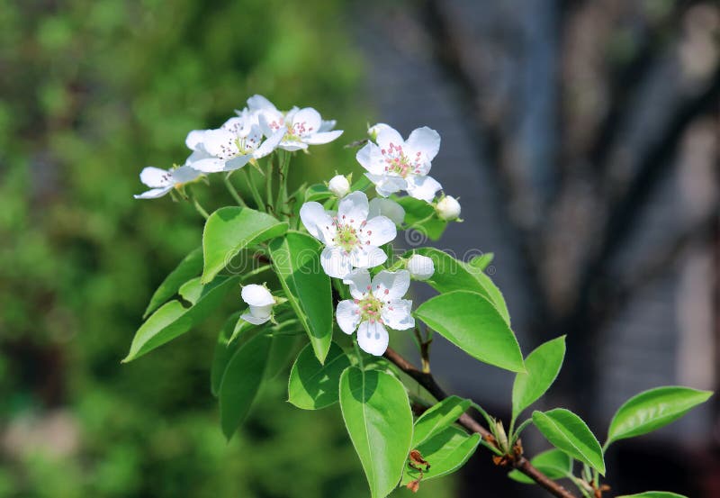 Flowering pear tree branch stock photo. Image of gardening - 53125762