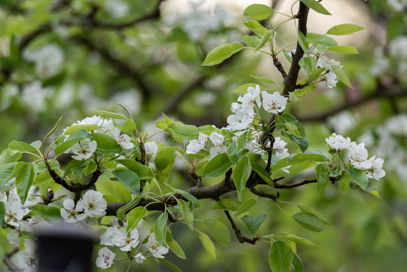 Flowering of a Pear Tree. a Branch of a Fruit Tree with White Flowers ...