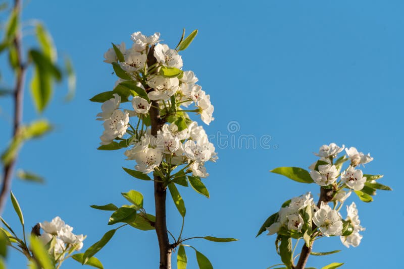 Flowering of a Pear Tree. a Branch of a Fruit Tree with White Flowers ...