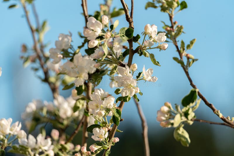 Flowering of a Pear Tree. a Branch of a Fruit Tree with White Flowers ...