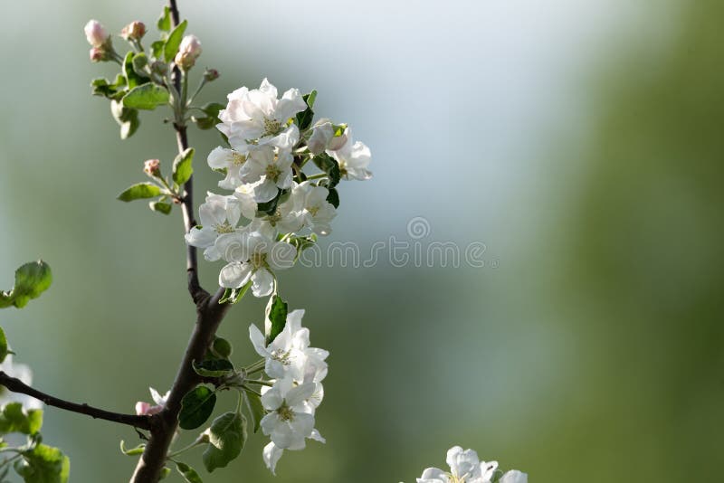 Flowering of a Pear Tree. a Branch of a Fruit Tree with White Flowers ...