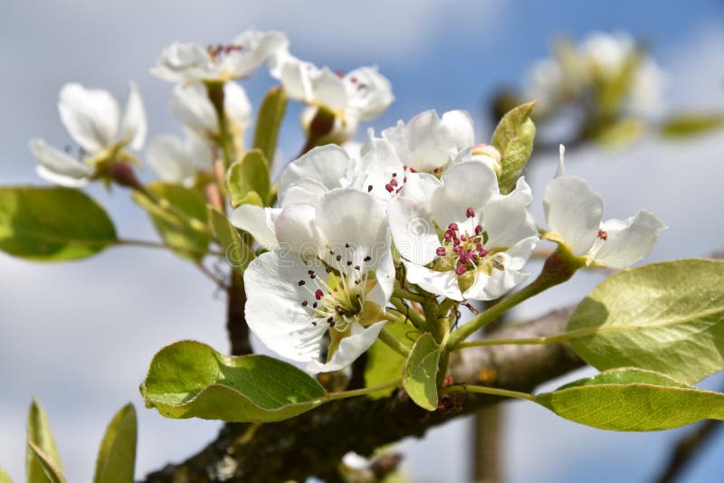 Flowering Pear Tree Branch in the Spring. Stock Image - Image of yellow ...