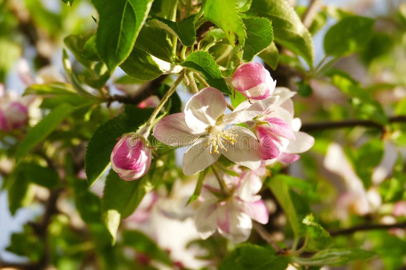 Flowering Pear Tree,close-up Pear Tree Flower,blooming Fruit Trees ...