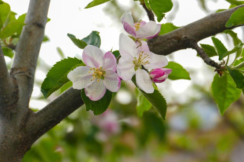 Flowering Pear Tree,close-up Pear Tree Flower,blooming Fruit Trees ...