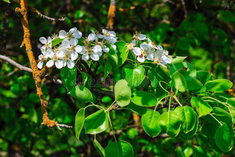Flowering Pear Tree in Early Spring with Blue Sky in the Background ...