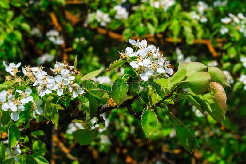 Flowering Pear Tree in Early Spring with Blue Sky in the Background ...