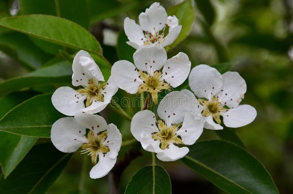 Flowering pear. stock image. Image of pear, inflorescence - 86845797